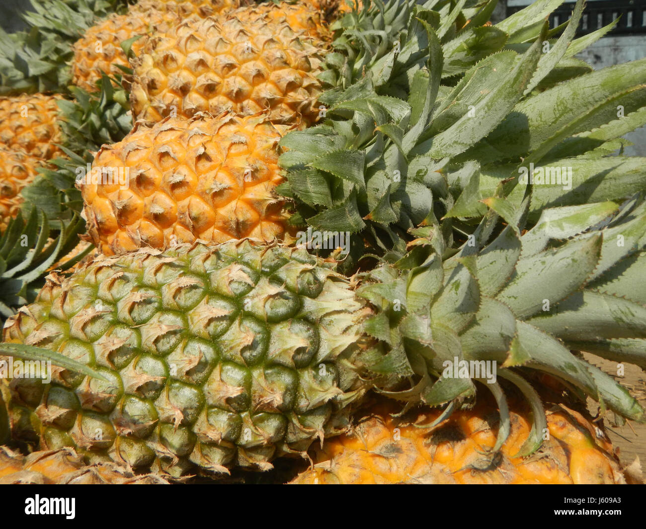 The Queen Formosa pineapple is a variety grown in the Philippines ...