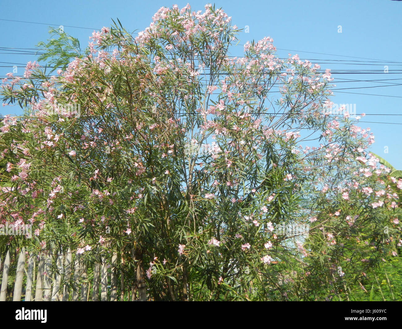 02254 Pink flowers in the Philippines Calumpit 01 Stock Photo - Alamy