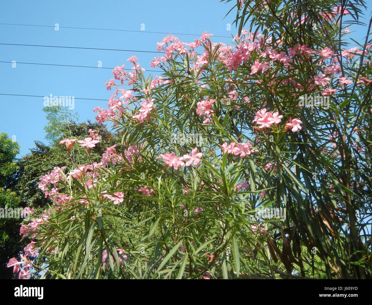 02254 Pink flowers in the Philippines Calumpit 02 Stock Photo - Alamy