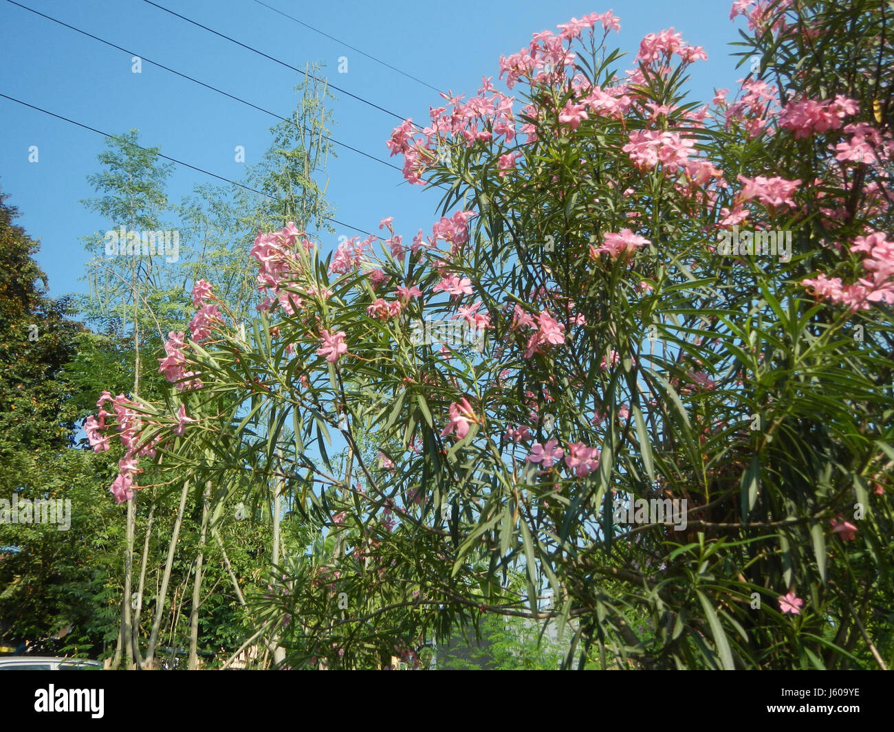 Pink flowers in Calumpit, Philippines, showcase the vibrant natural ...