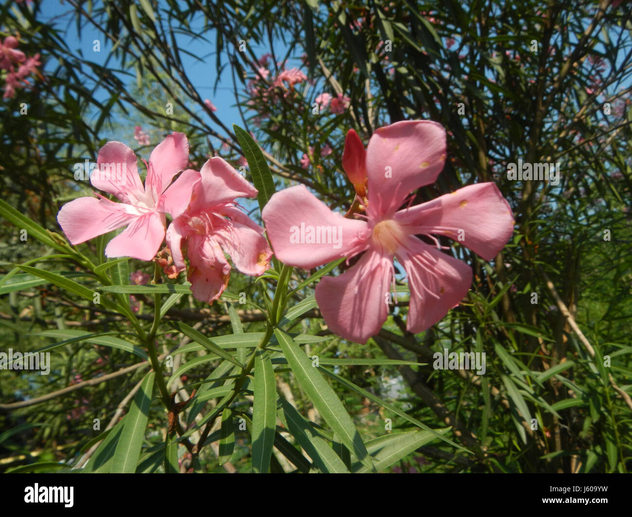 Calumpit hi-res stock photography and images - Alamy