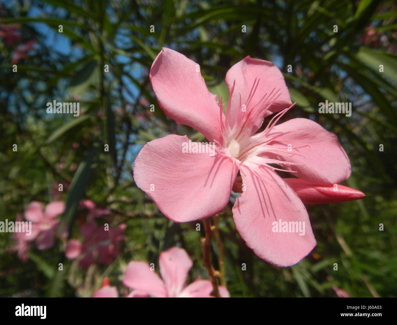This image captures a scene from Calumpit, Philippines, in 1888 ...
