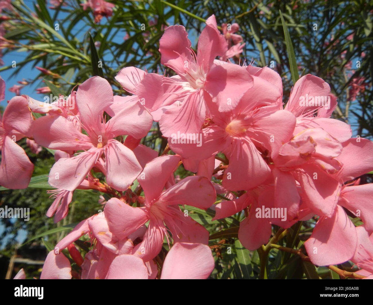 Calumpit hi-res stock photography and images - Alamy
