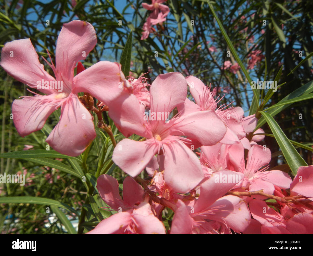 Calumpit hi-res stock photography and images - Alamy