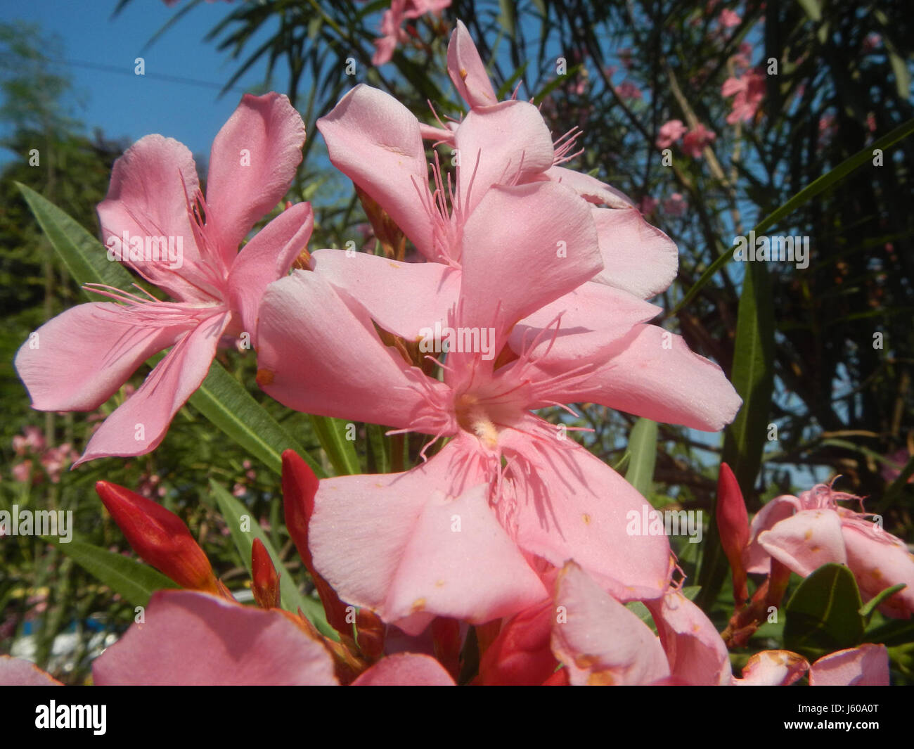 Calumpit hi-res stock photography and images - Alamy