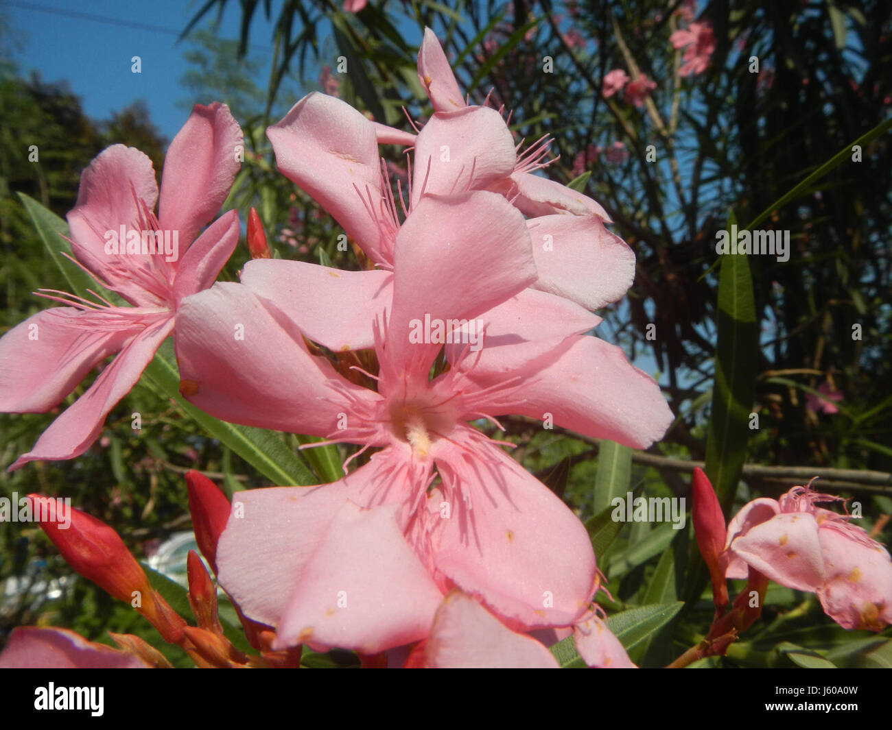 Calumpit hi-res stock photography and images - Alamy