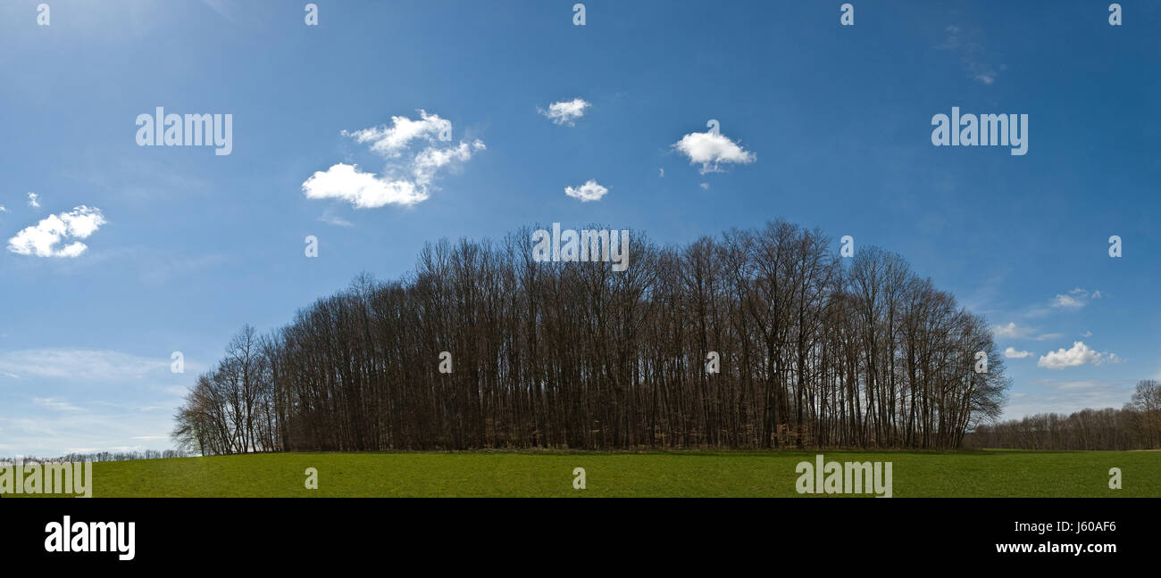 tree group forest tree spring swabians group sparse stinted forest ...