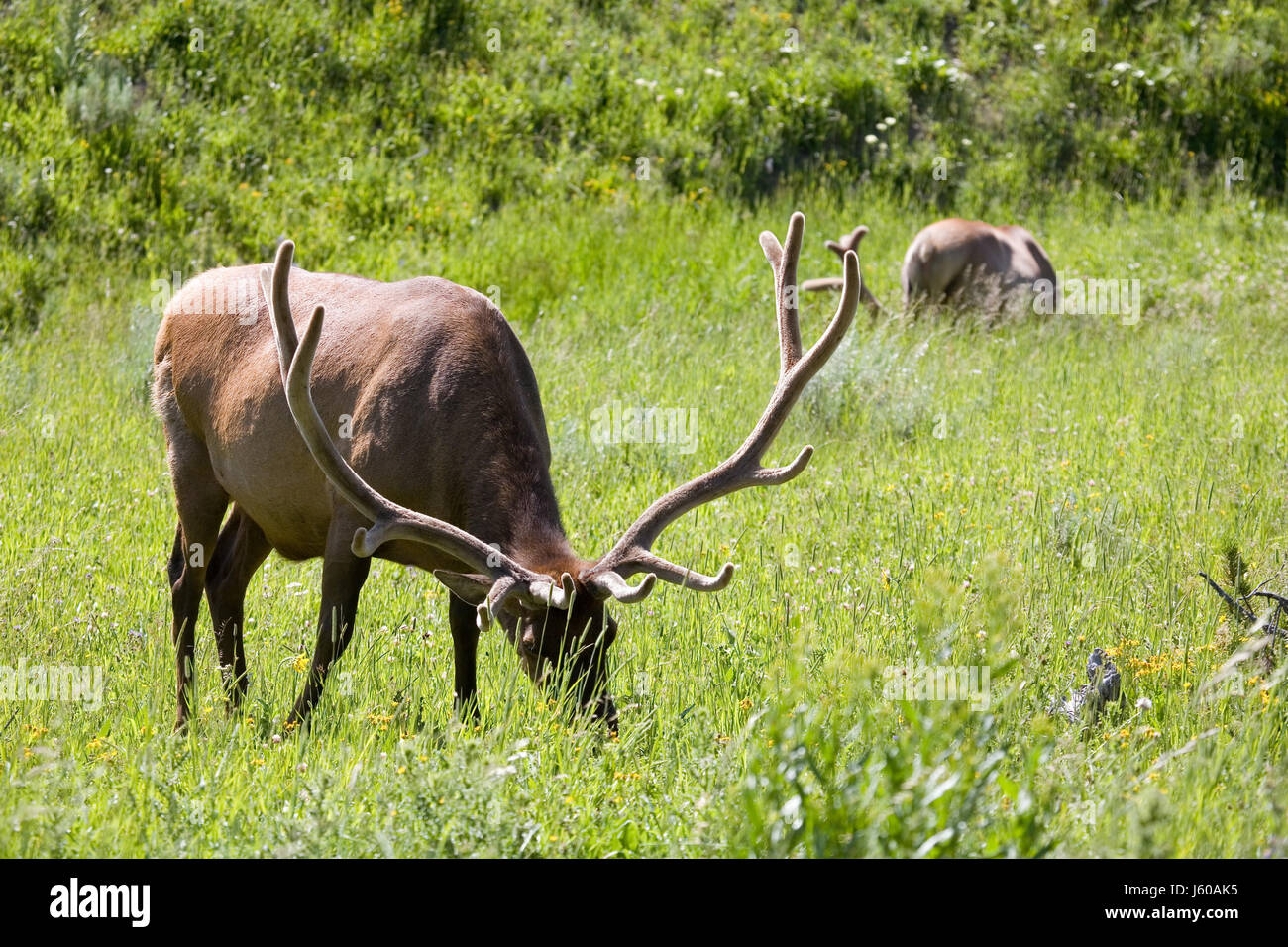 park animal usa wildlife national elk nature game tournament play ...