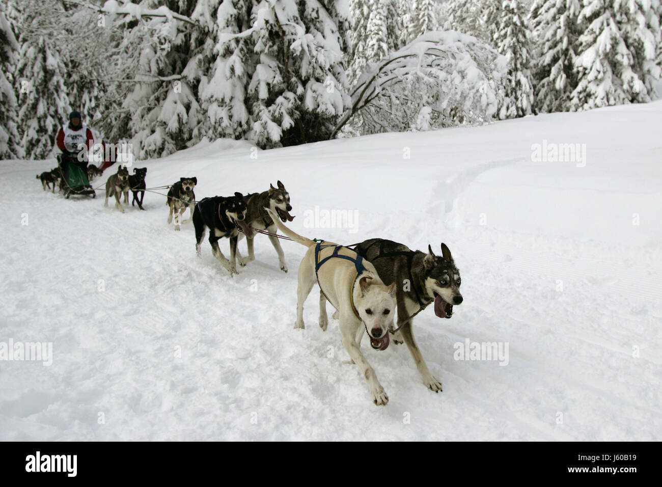 alaskan husky sled dog team Stock Photo - Alamy