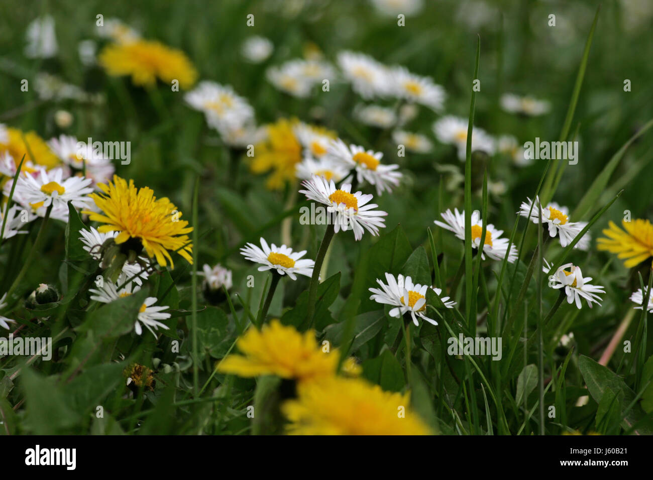 worms eye flower flowers plant blossoms spring flower meadow bleed ...