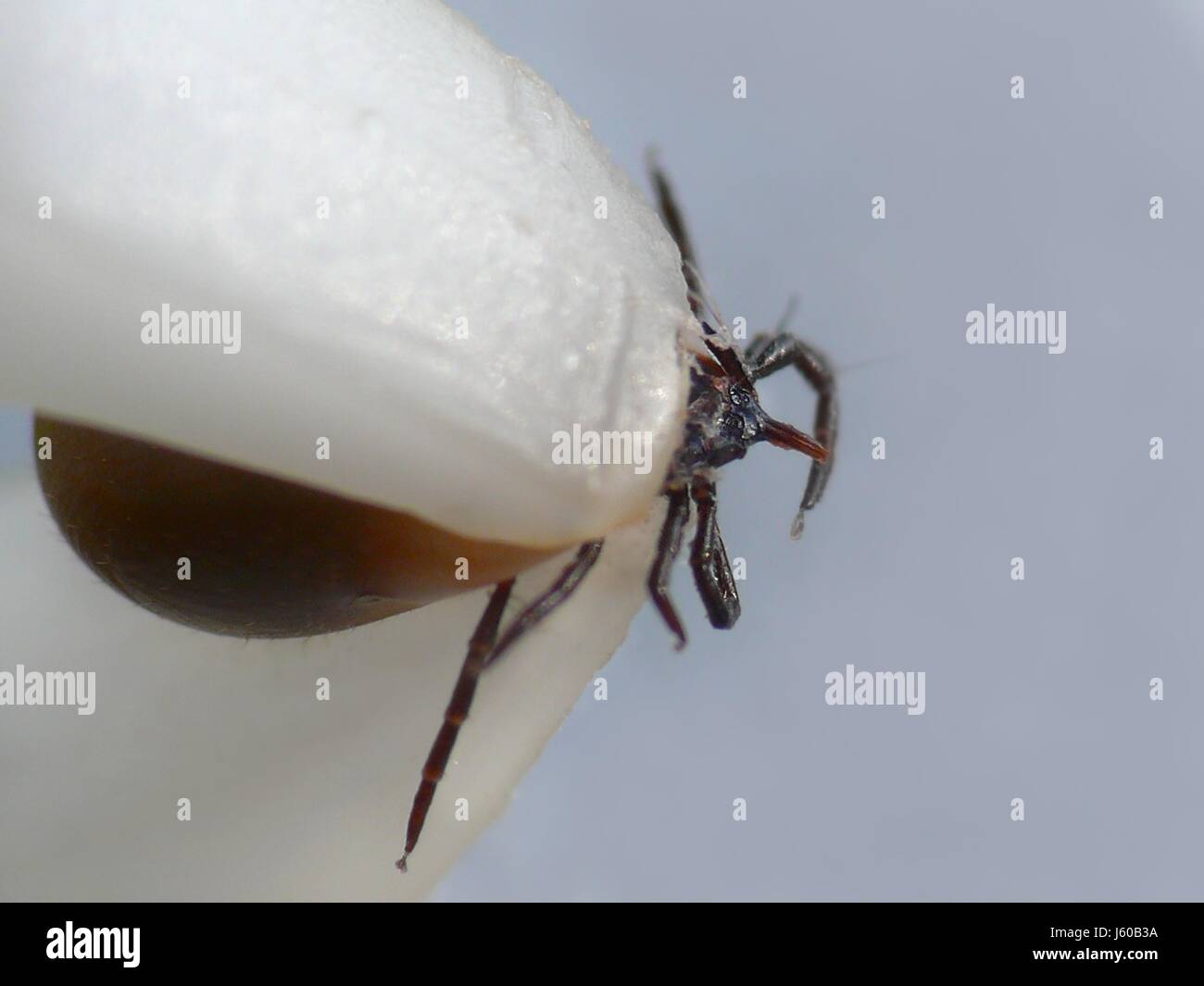 Krankheitsbertrge hi-res stock photography and images - Alamy