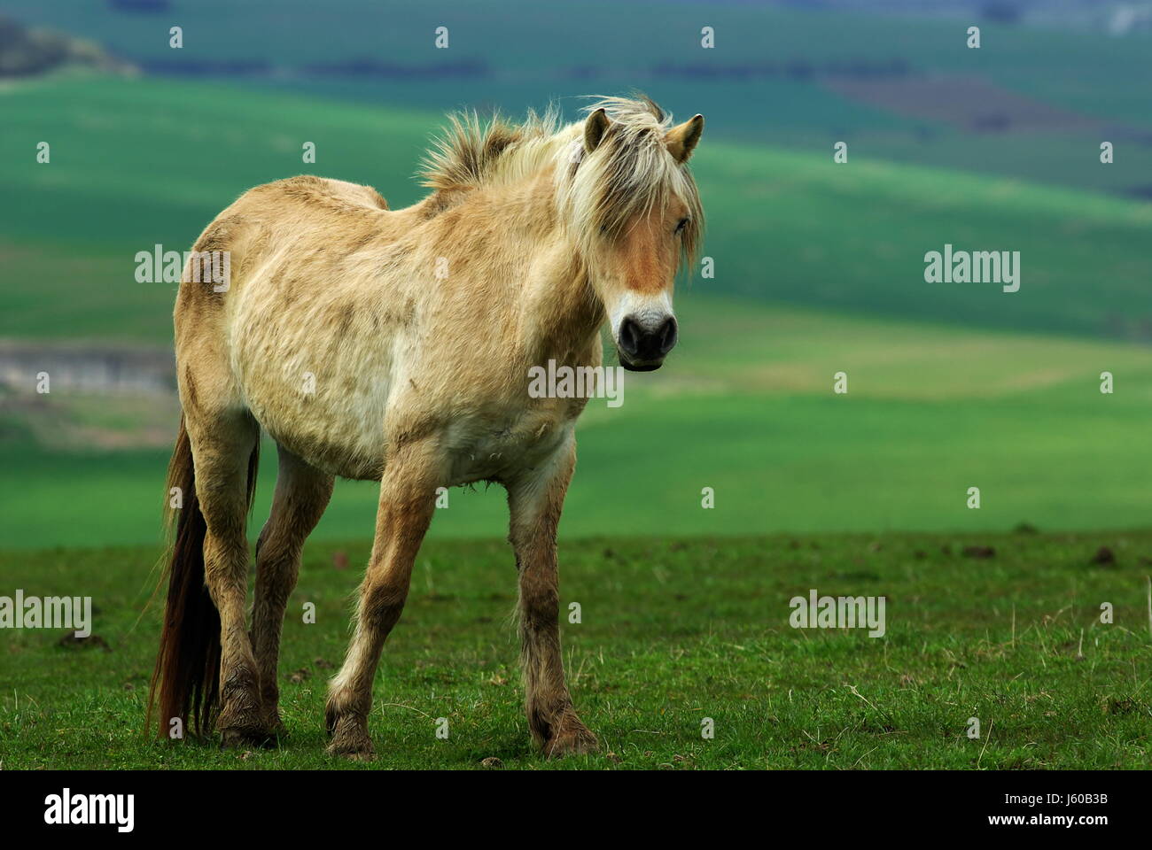 horse animal mammal skin farm animal animal used for riding nature legs ...