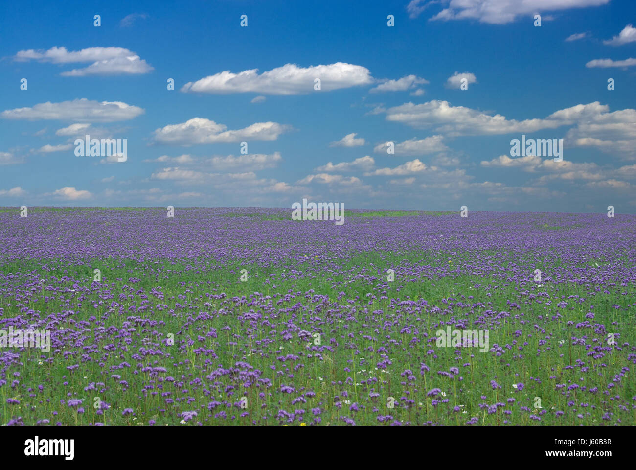 flower plant agriculture farming field violet colour bloom blossom ...