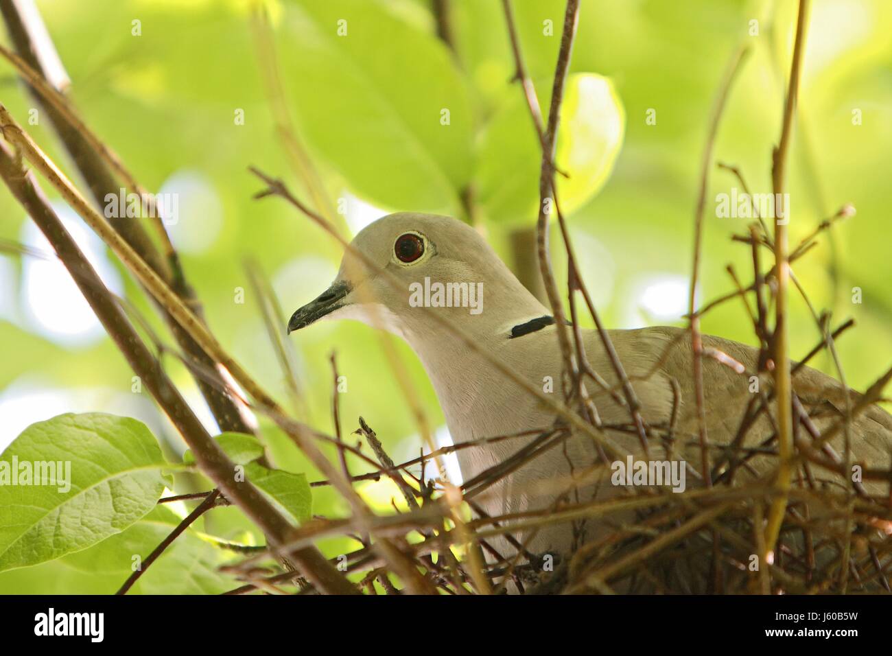 bird birds brood nest pigeon spawn hatchery tree garden animal bird ...