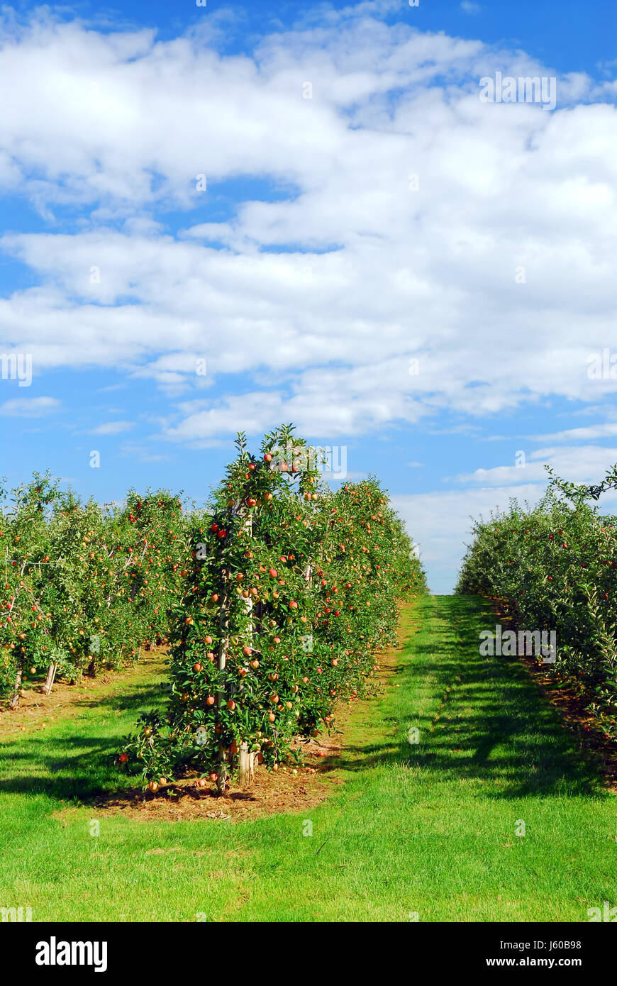 Heavy apple tree hi-res stock photography and images - Alamy