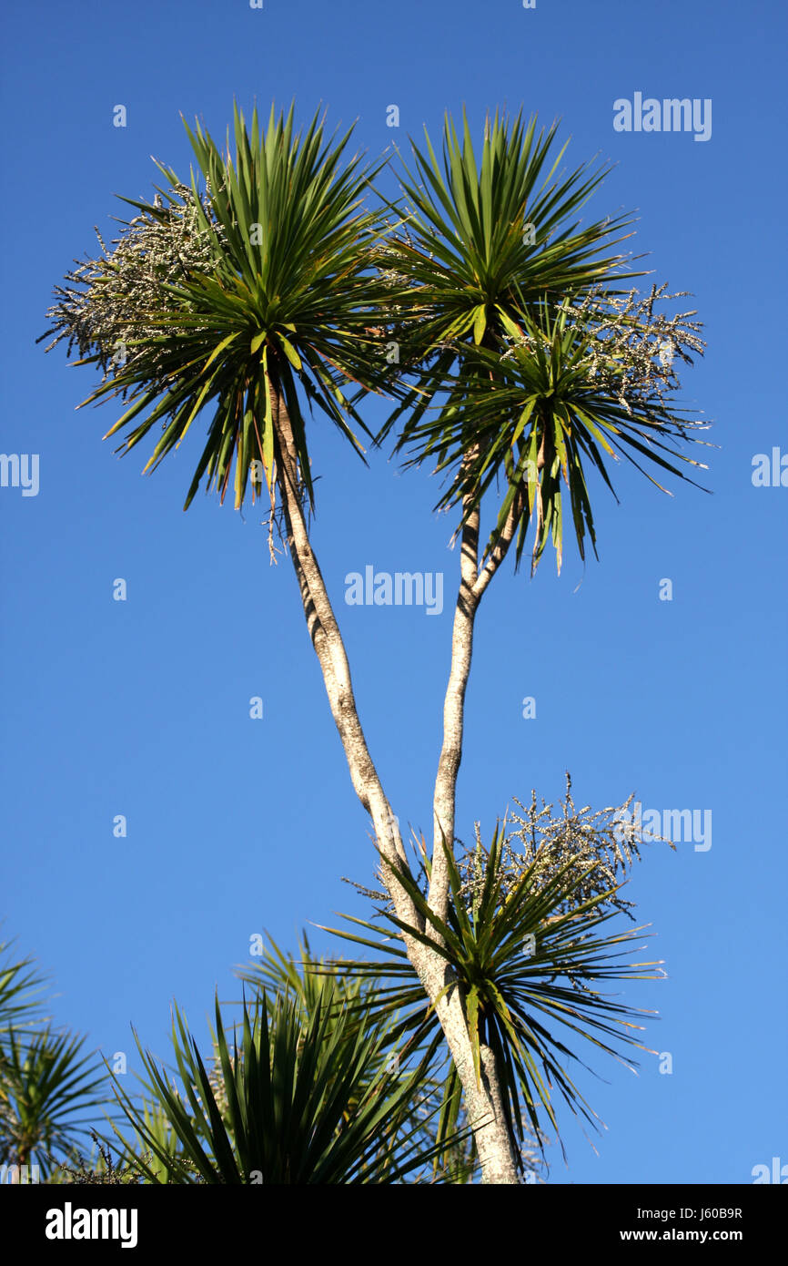 tree green new zealand plant nature blue tree trees fauna flora botany ...