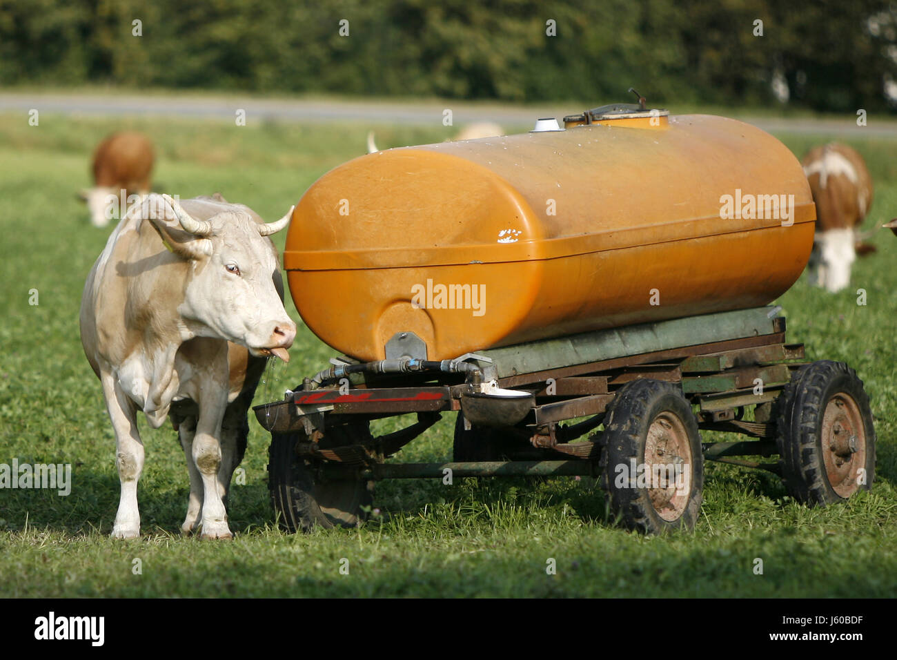 animal animals milk cow bovine cows cattle water drink drinking bibs ...