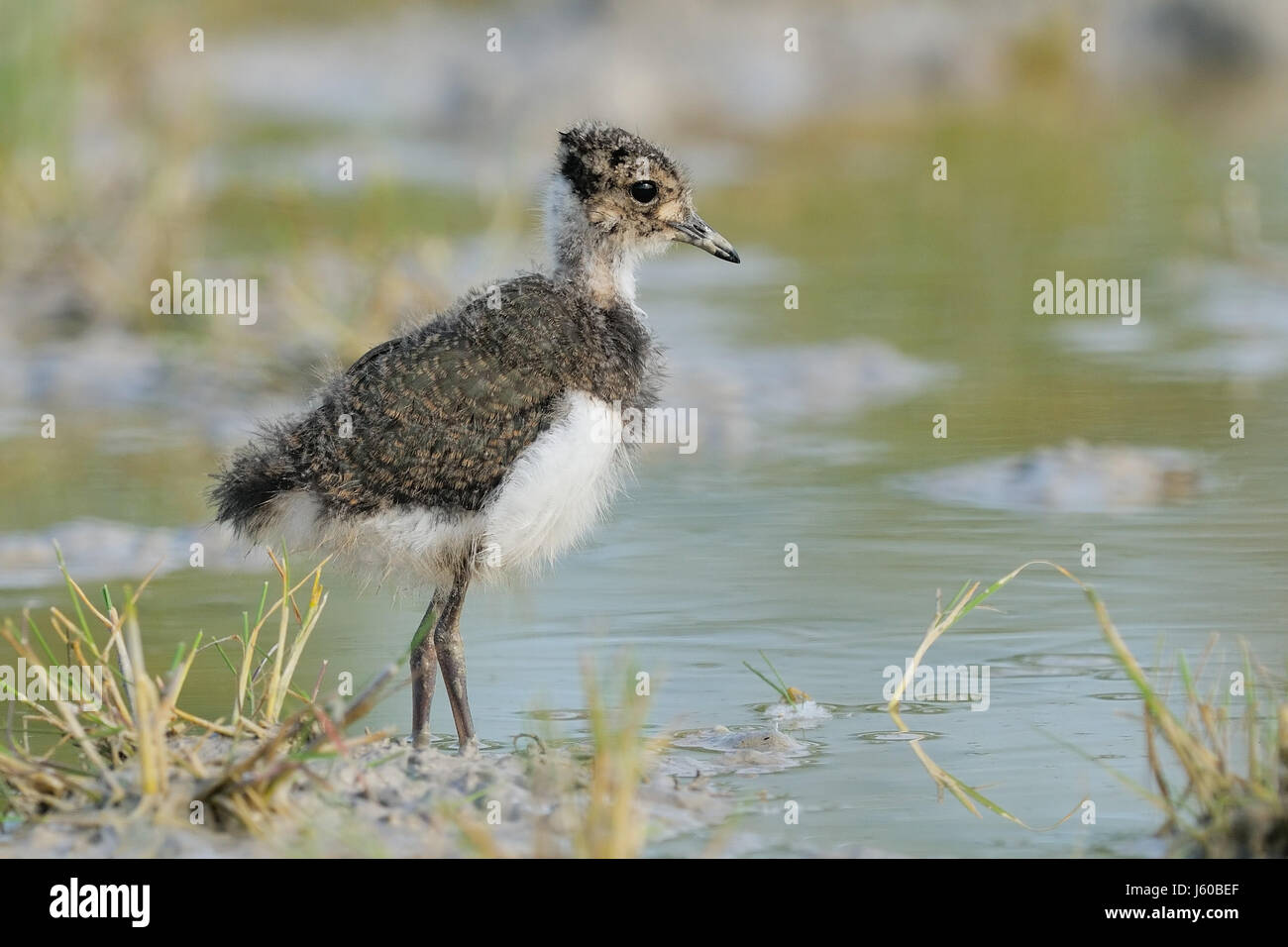 offspring chick peewit squabs young younger bird birds offspring ...