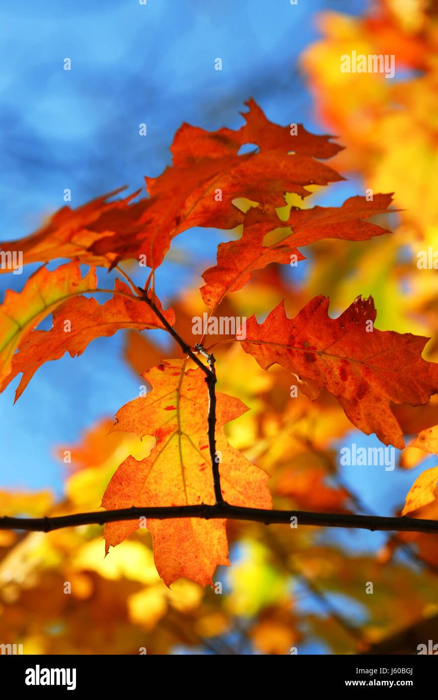 leaves shine shines bright lucent light serene luminous sunny branches ...