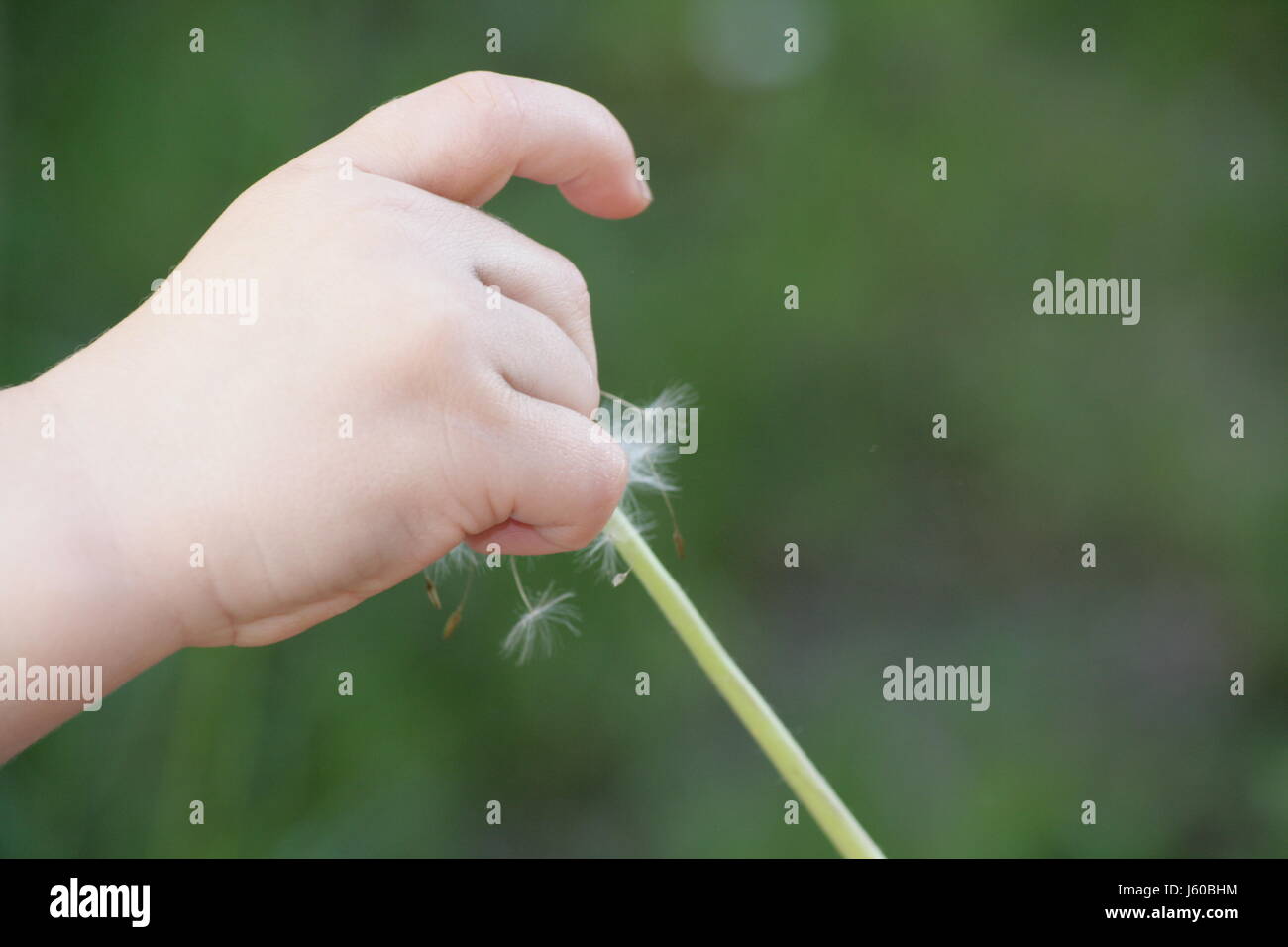 hand finger flower plant blowball dandelion grasp child children kids ...