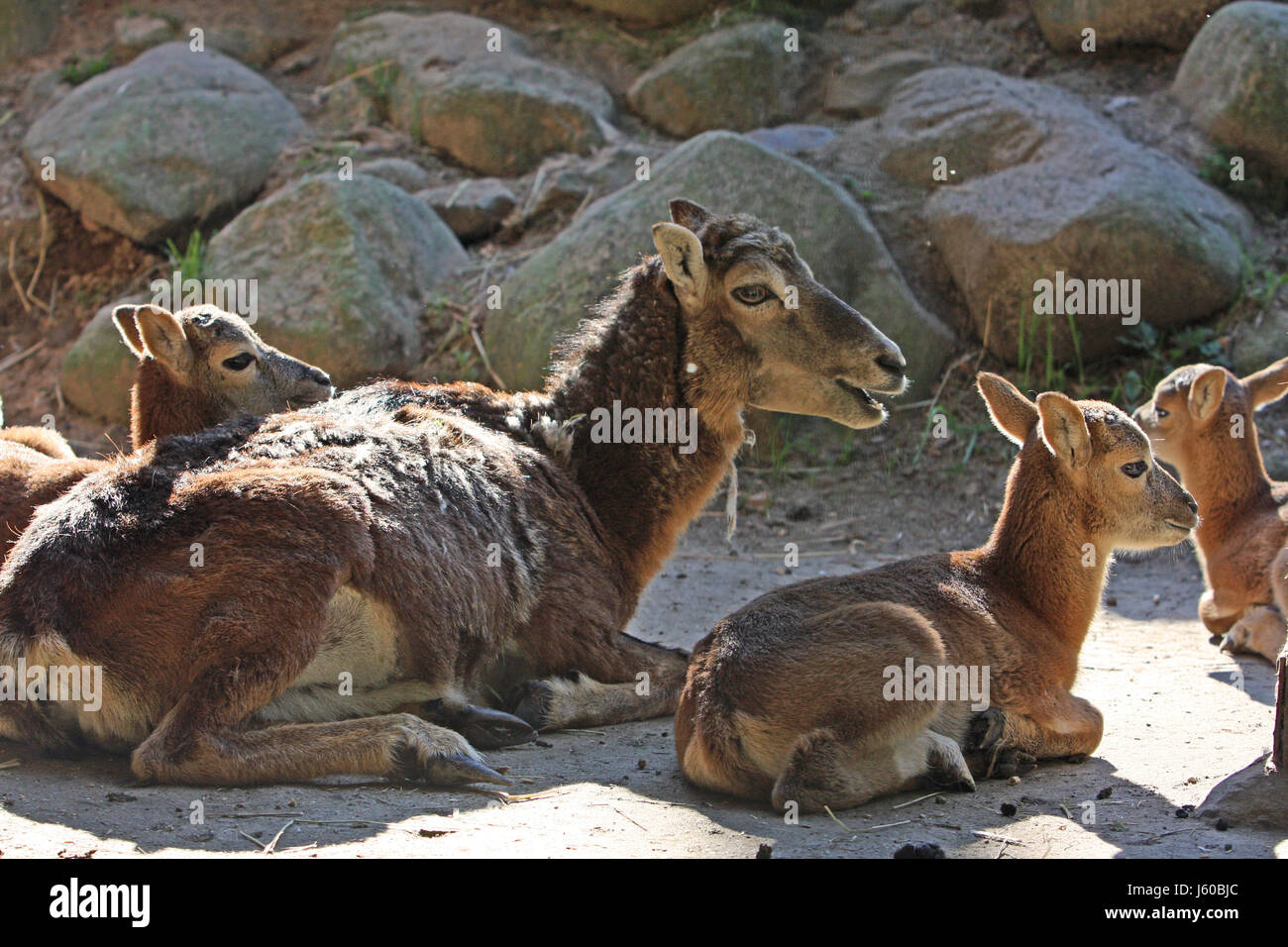asia playful skin belly tummy central europe animal mammal animals lie ...