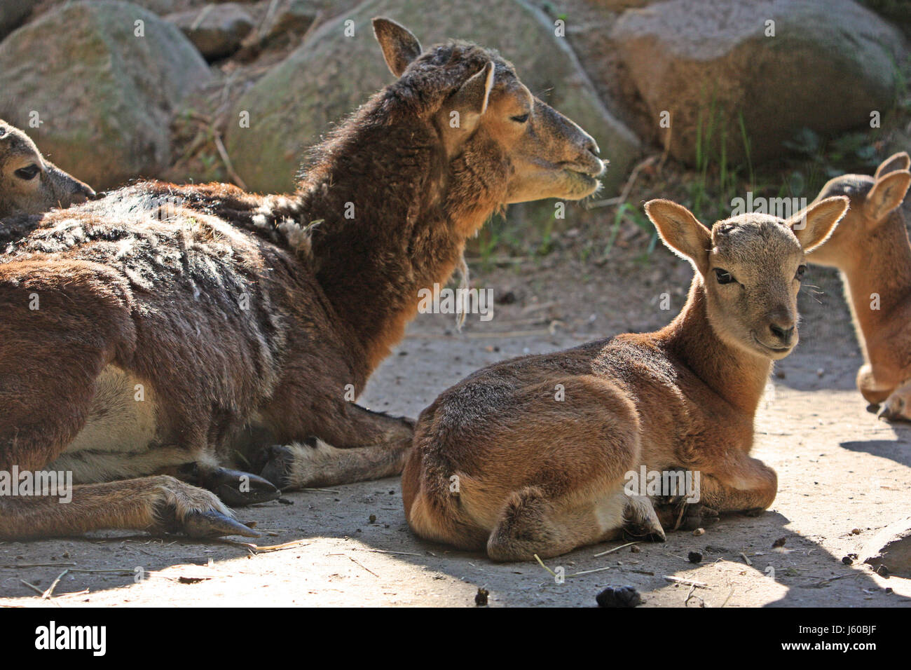 central europe animal mammal animals lie lying lies tired mothers young ...