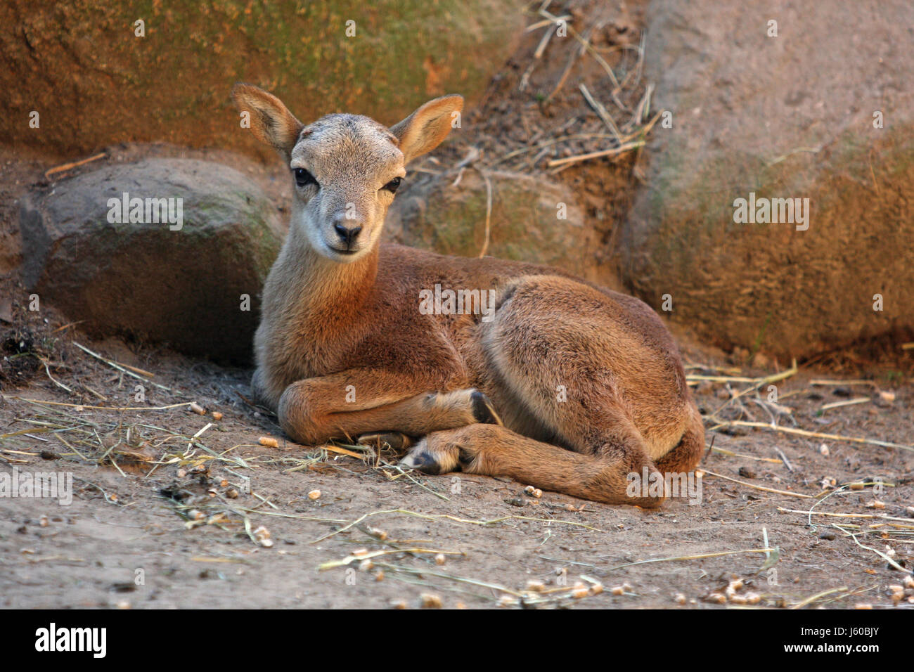 skin animal mammal animals lie lying lies tired young animal young ...