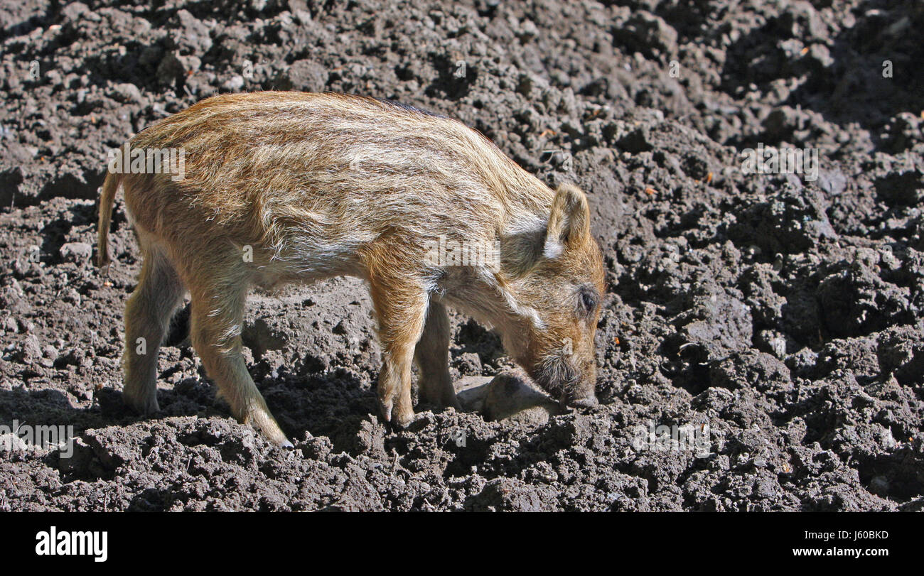 wild boar pig central europe young of a wild boar tree trees animal ...
