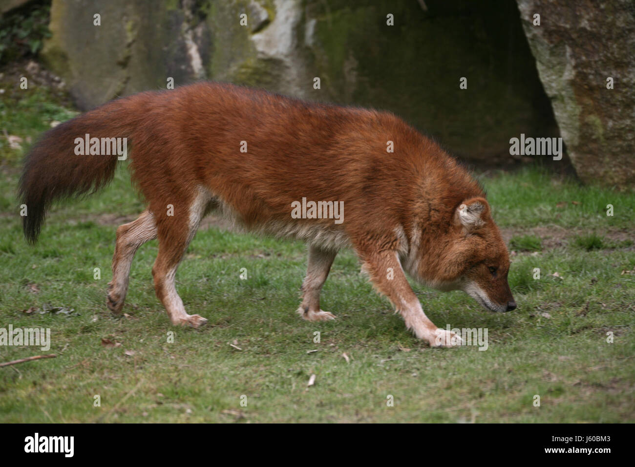 What Is The Predator Of A Dog