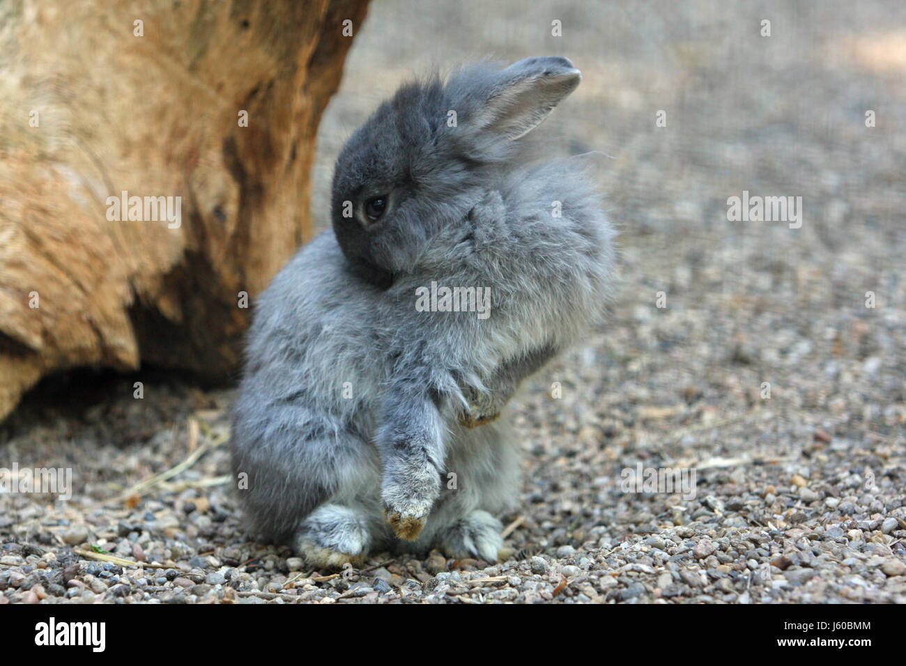 playful purify rabbit furbish rabbits animal pet mammal playful animals ...