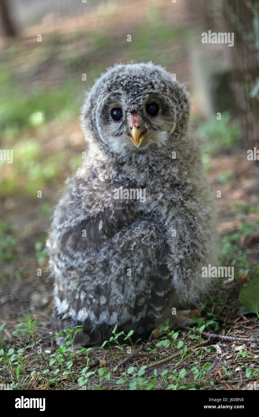 europe codger screechowi tree trees animal bird animals birds young ...