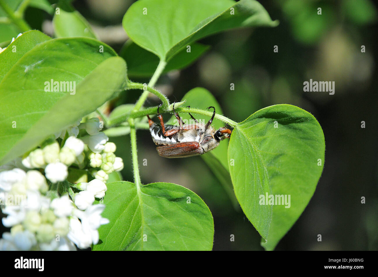 insect beetle wing May antenna cockchafer lilac legs leaf insect ...