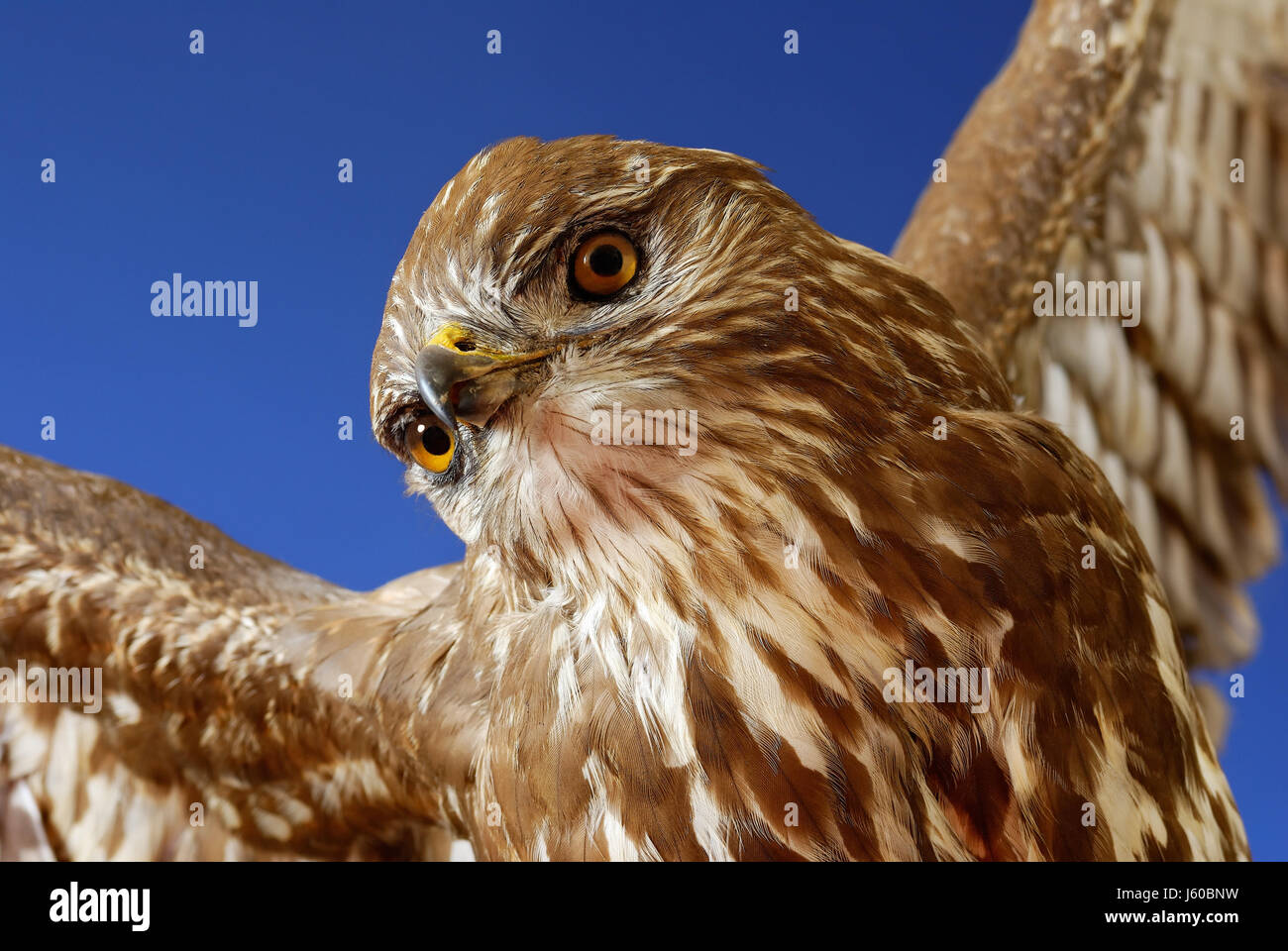 portrait eye organ raptor wing beak feathering beaks fly flies flys ...