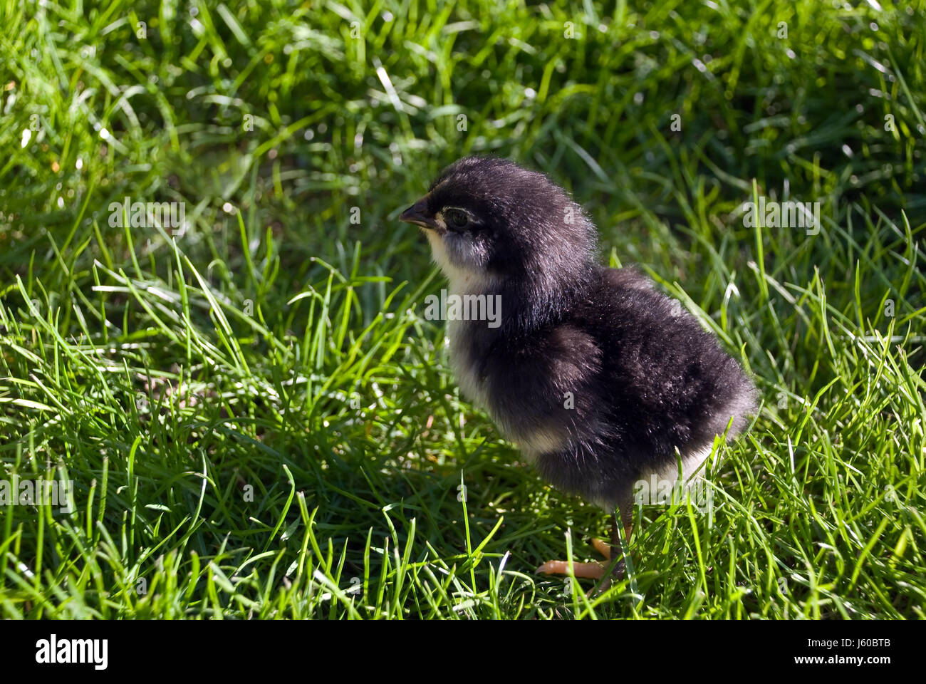 pet cub baby poultry chick chicken young younger nature pet bird eye ...