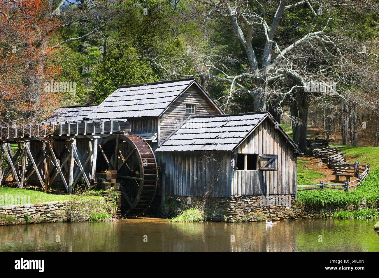 tree trees spring bouncing bounces hop skipping frisks jumping jump ...