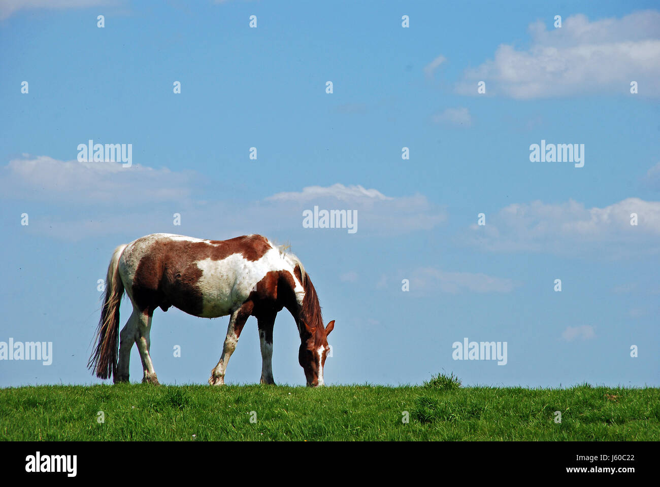 horse stallion mare dike horse stallion mare to gorge engulf devour ...