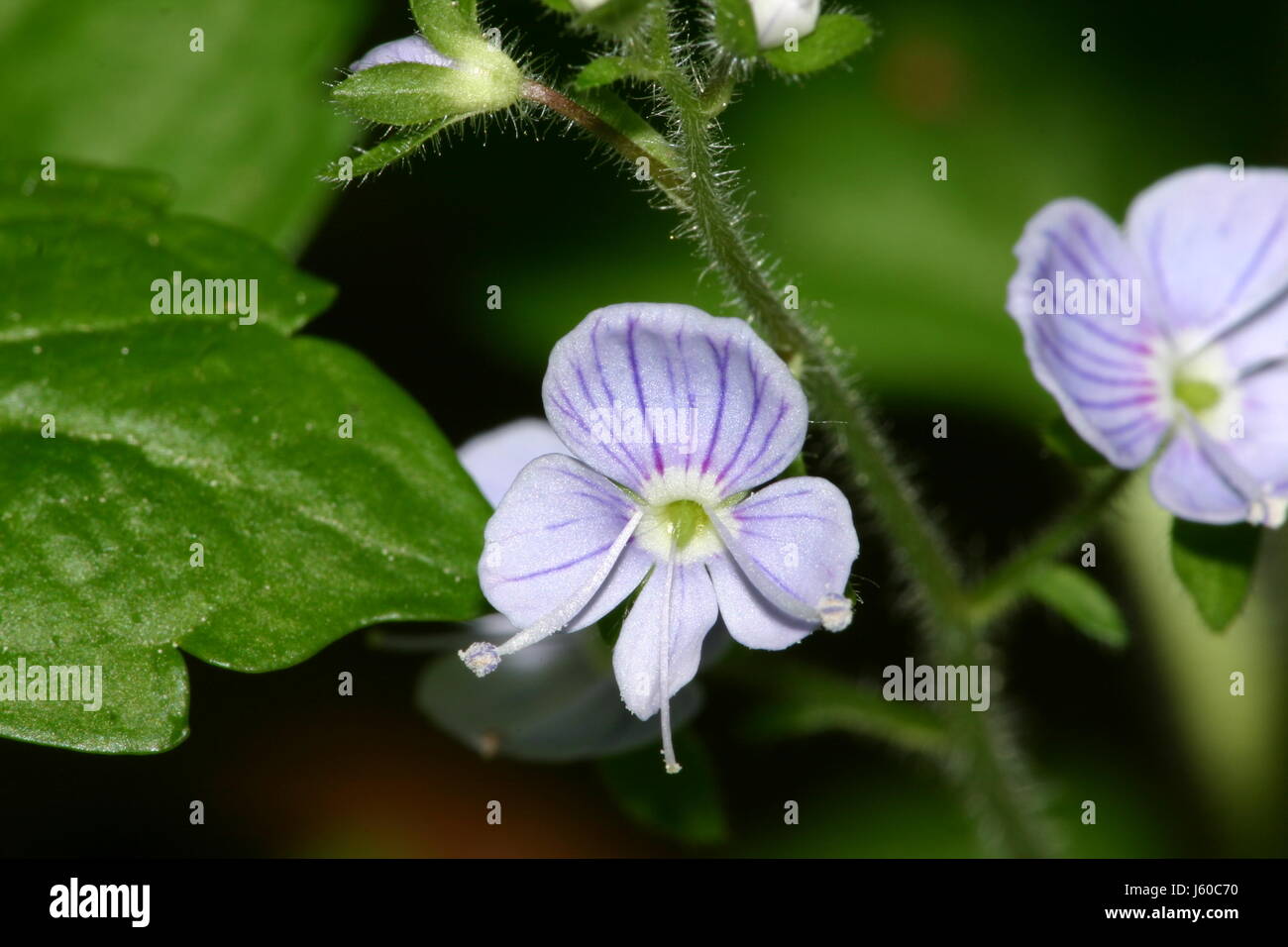 flower plant prize blue macro close-up macro admission close up view ...