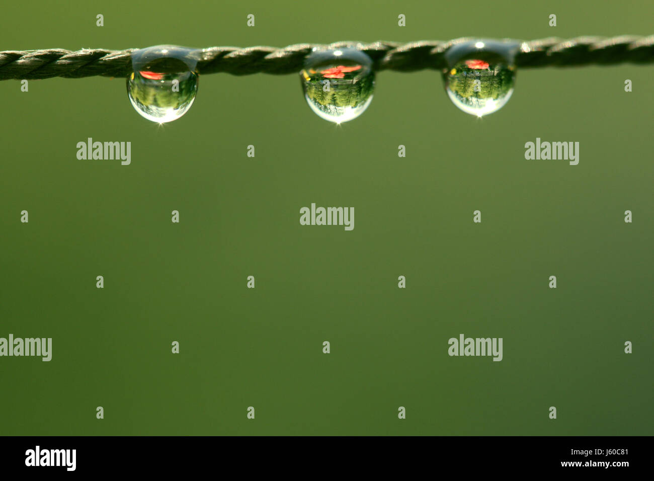 reflection small tiny little short mirroring dew magnifier drop drip drops Stock Photo - Alamy