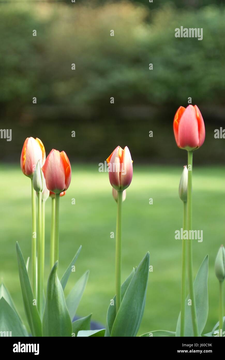 garden bloom blossom flourish flourishing easter spring row flower ...