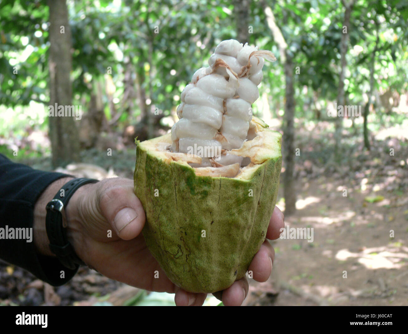 fruit palm tree south america cocoa venezuela cacao bean plant travel ...