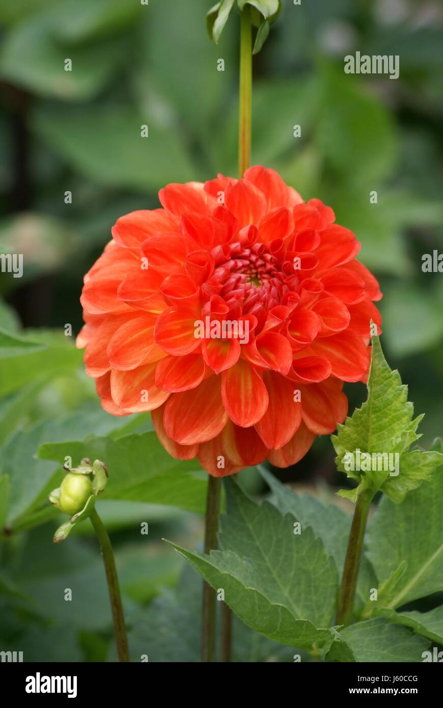 dahlia decorative - red Stock Photo - Alamy