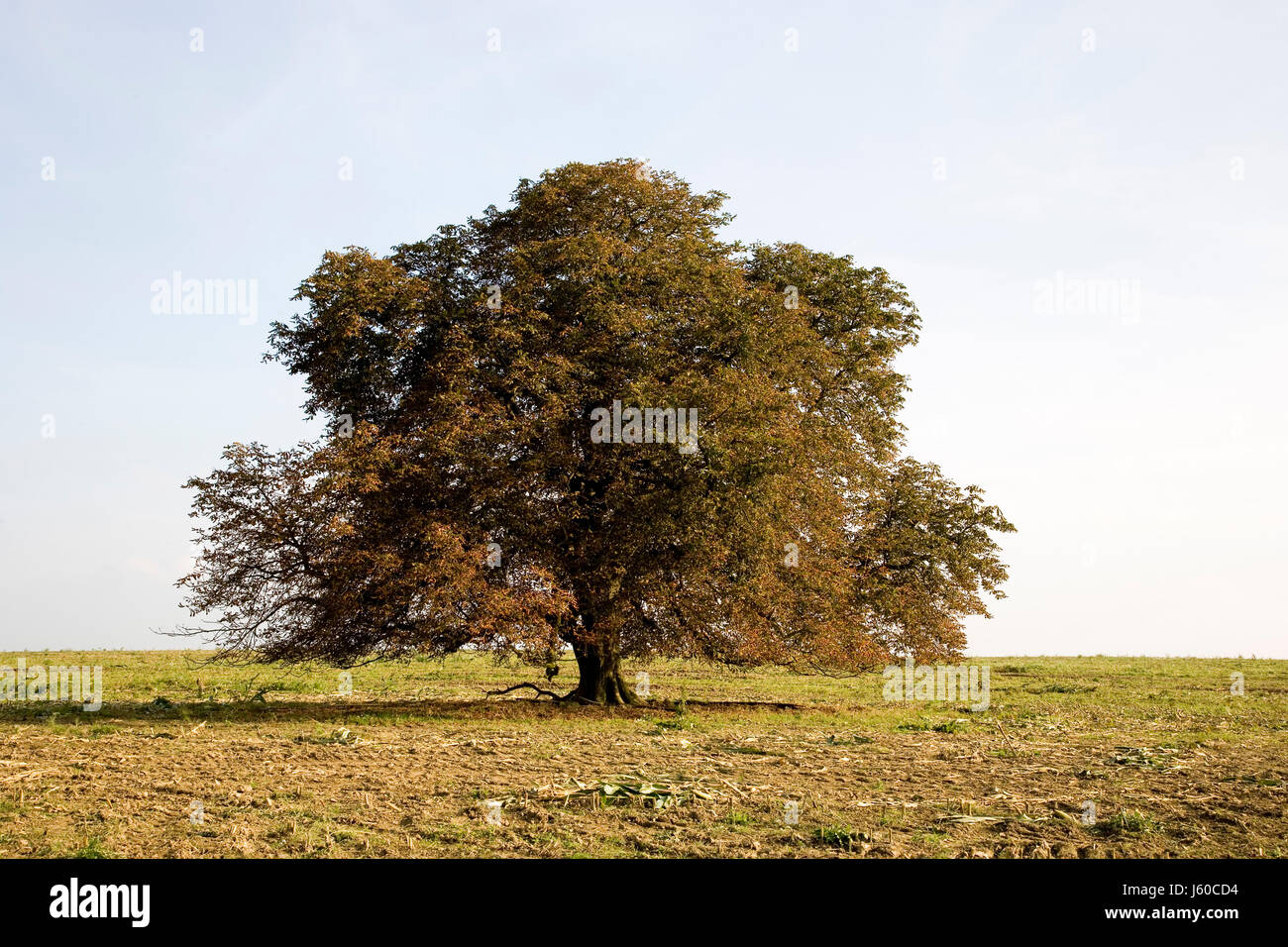 tree trees leaves deciduous tree chestnut tree chestnut fall autumn ...