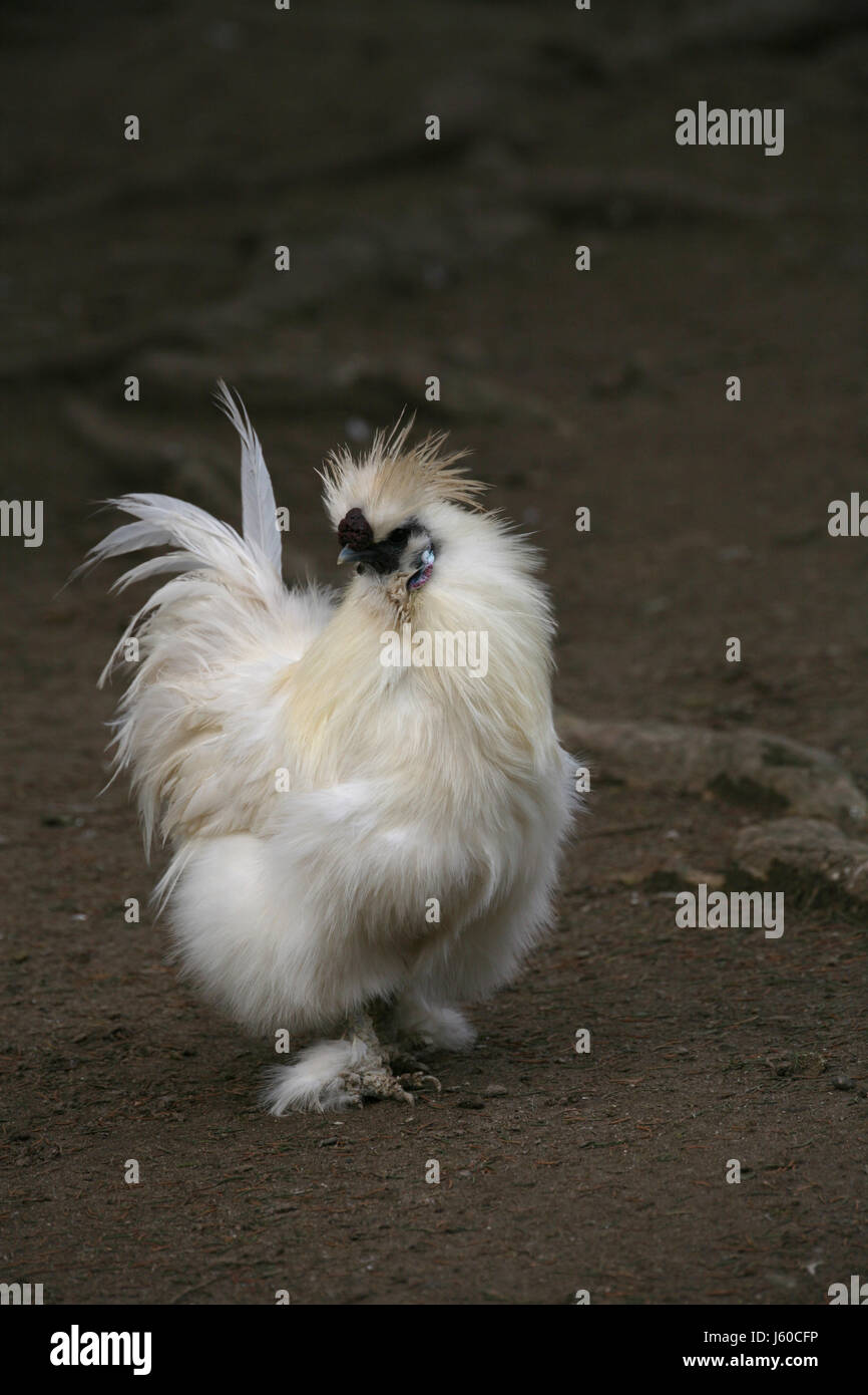 bird birds farm animal chicken animal bird agriculture farming birds ...