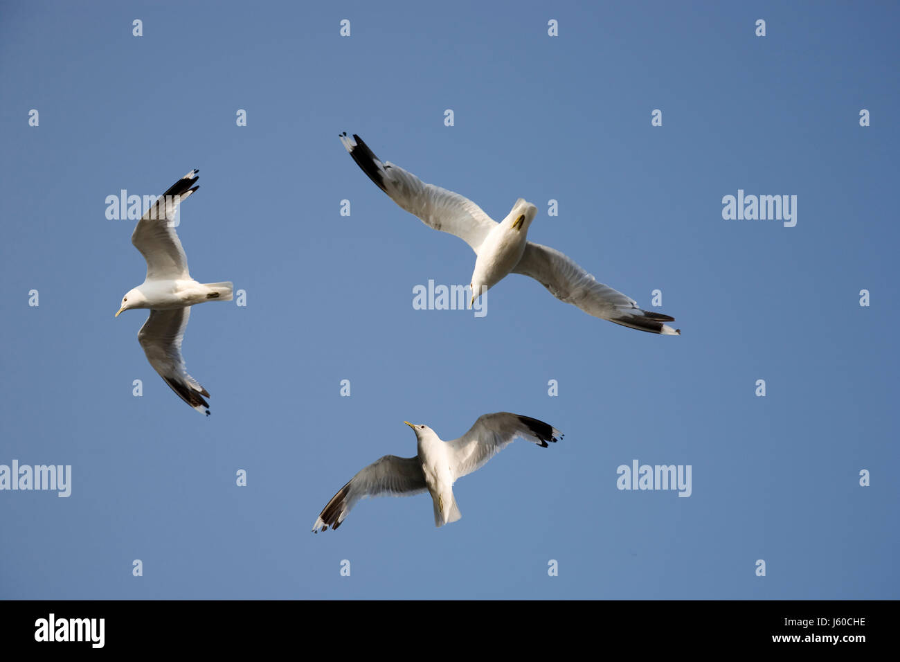bird birds fly flies flys flying seagulls gulls bird birds wing beak ...