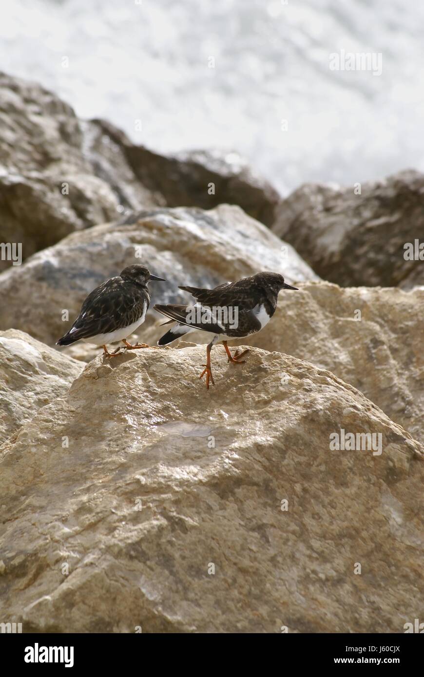 stretched turnstone leg Stock Photo - Alamy