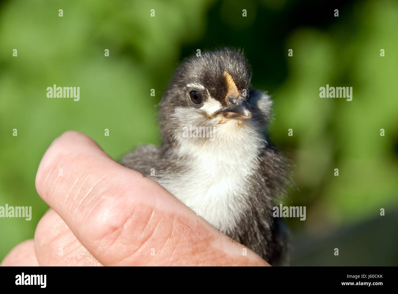 hand hold poultry chick young younger nature bird black swarthy ...