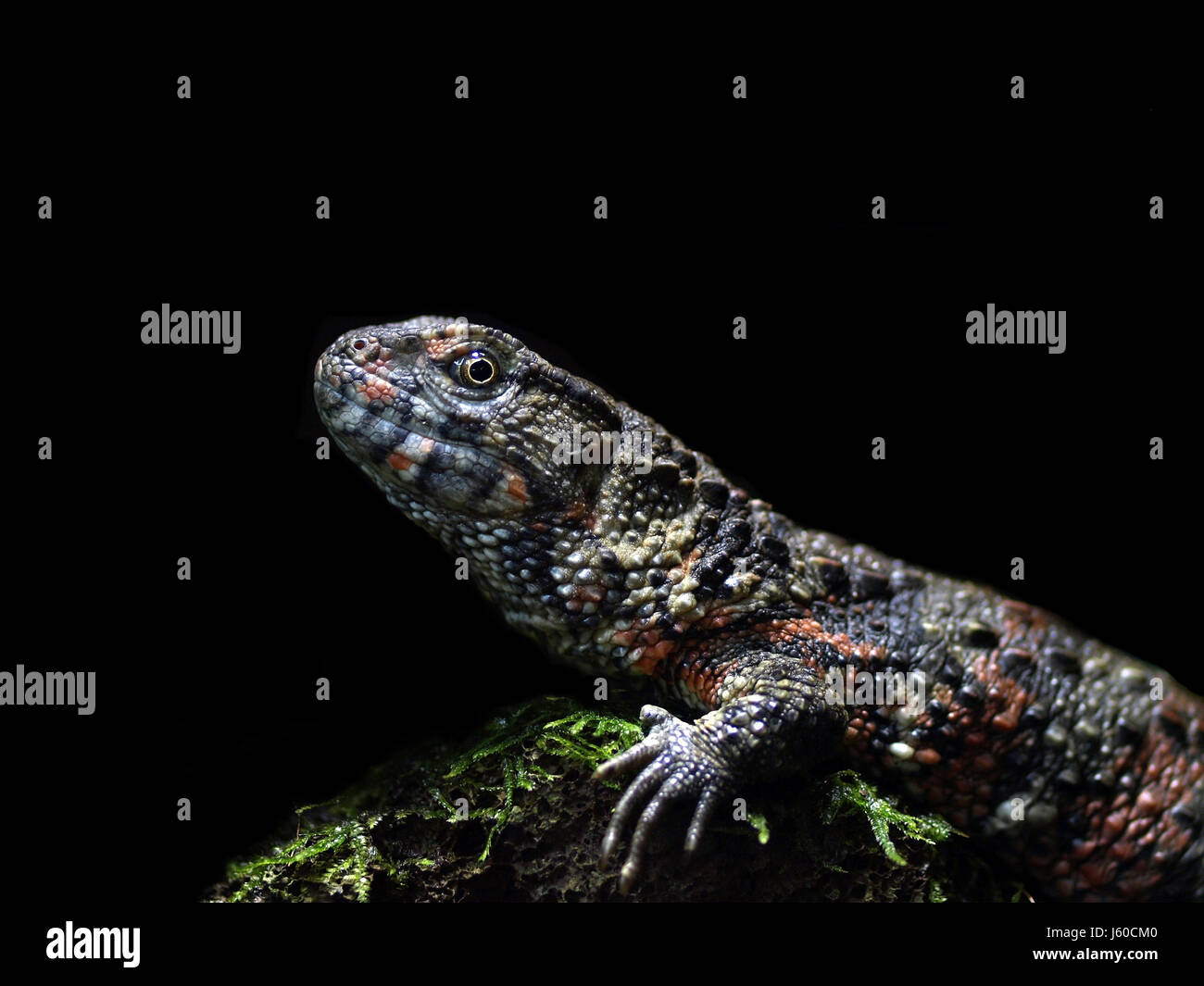 crocodile tail bumps lizard Stock Photo - Alamy