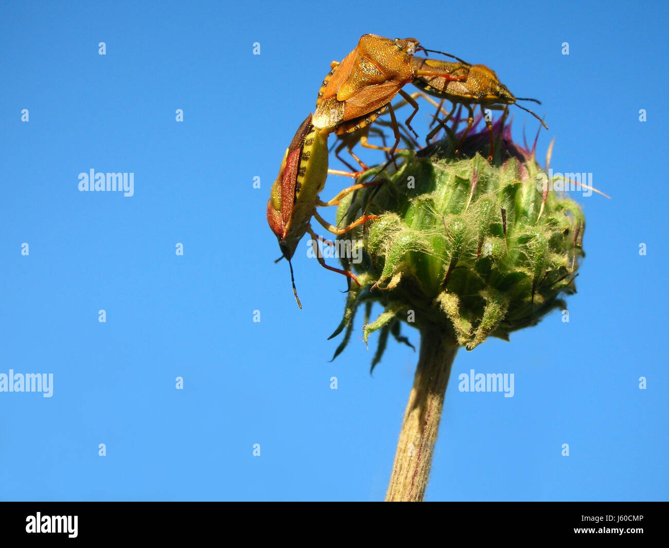 insect scrabble crawling insects spring thistle bug bugs mating mate ...