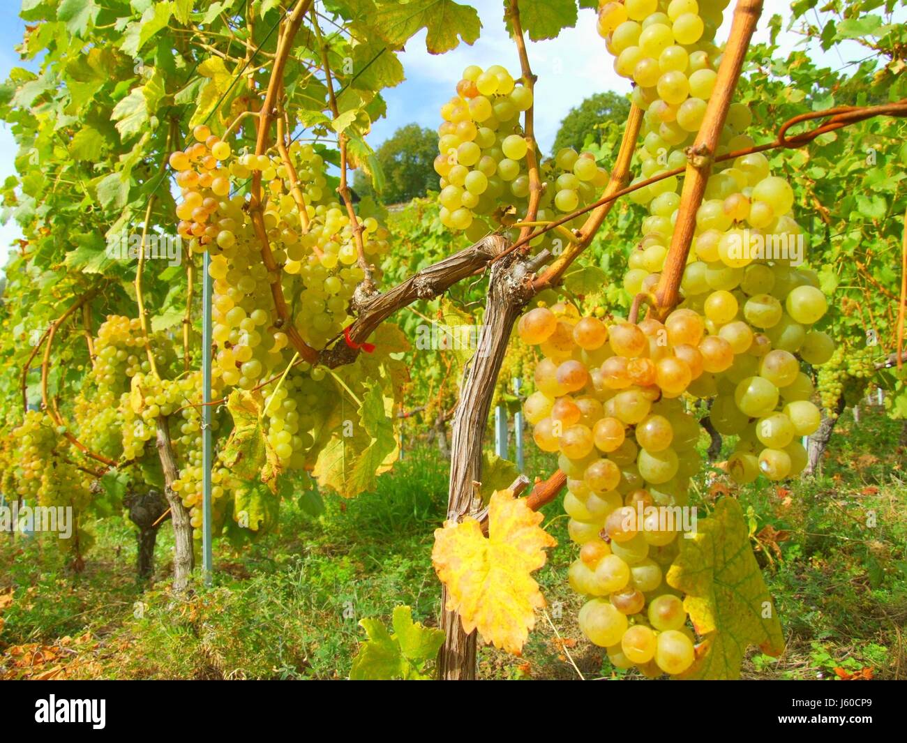grapes drink drinking bibs europe switzerland grapes climbing plant ...