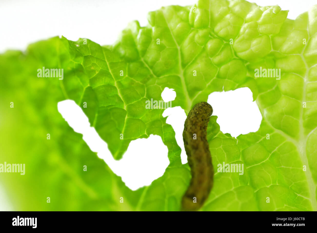 eco vegetable to gorge engulf devour caterpillar varmint nutrition ...
